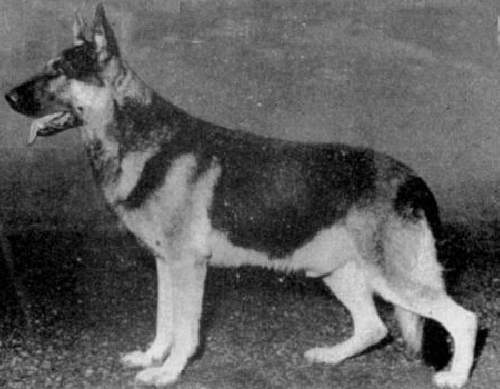 Pedigree of Zita vom Kirkland | German Shepherd Database Project