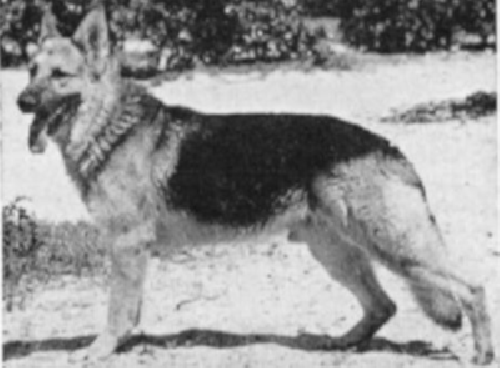 Pedigree of Zaclou's Duke | German Shepherd Database Project