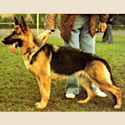 Pedigree of Bella vom Finkenstein | German Shepherd Database Project