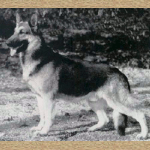 Pedigree of Wood River's Little Sheba | German Shepherd Database Project
