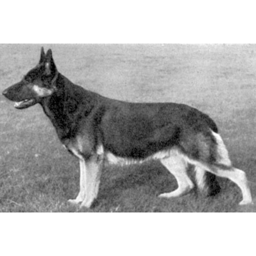Pedigree of Bambalina | German Shepherd Database Project