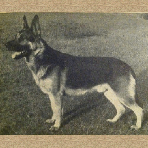 Pedigree of Wolf Verchio | German Shepherd Database Project