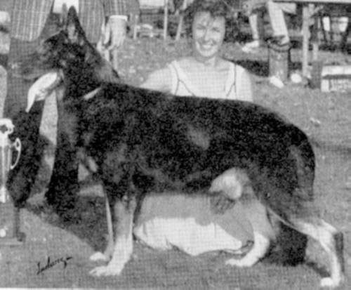 Pedigree of Wynema's Wendy Lou | German Shepherd Database Project