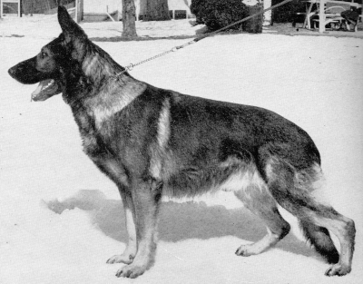 Pedigree of Asta von Eiff | German Shepherd Database Project