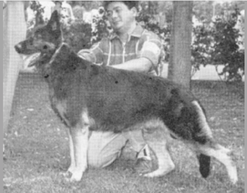 Pedigree of Vance's Ebony Viking | German Shepherd Database Project