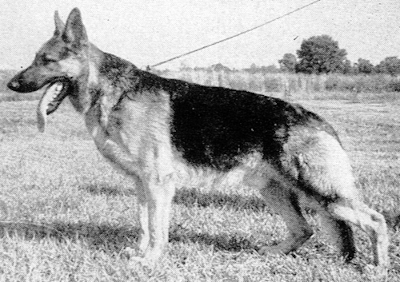 Pedigree of Windom's Atlas | German Shepherd Database Project