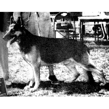 Pedigree of Zynda vom Dalnor | German Shepherd Database Project