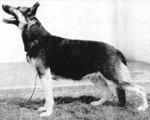 Pedigree of Anka von Curdie | German Shepherd Database Project