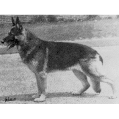 Pedigree of Zauberwald's Challenge | German Shepherd Database Project