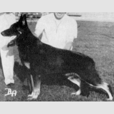 Pedigree of Wolfgang of Fleetridge | German Shepherd Database Project