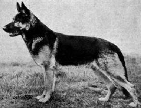 Pedigree of Yoncalla's Star of Kismet | German Shepherd Database Project