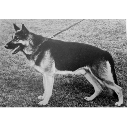 Pedigree of Yukon von Hohenstein | German Shepherd Database Project