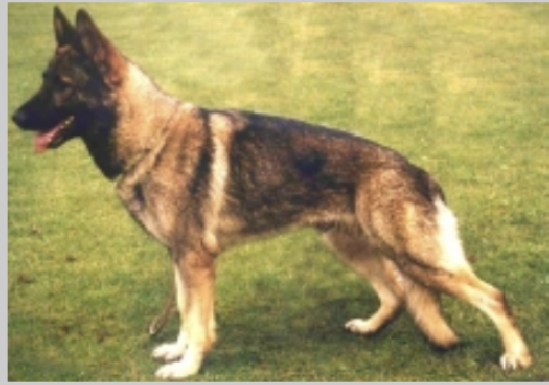 Pedigree of Babsi vom Hexenforst | German Shepherd Database Project