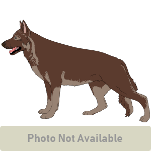 Pedigree of Harper's Blondie | German Shepherd Database Project